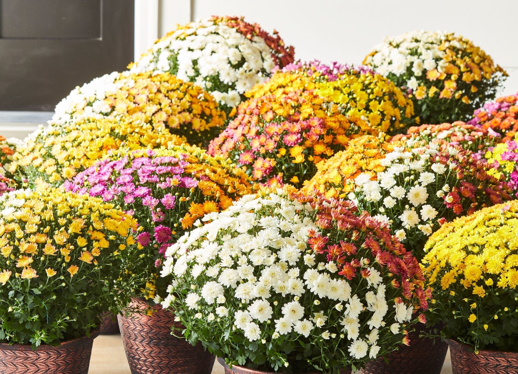 Maximizing Lifespan of Fall Mums | Olson's Greenhouse Blog