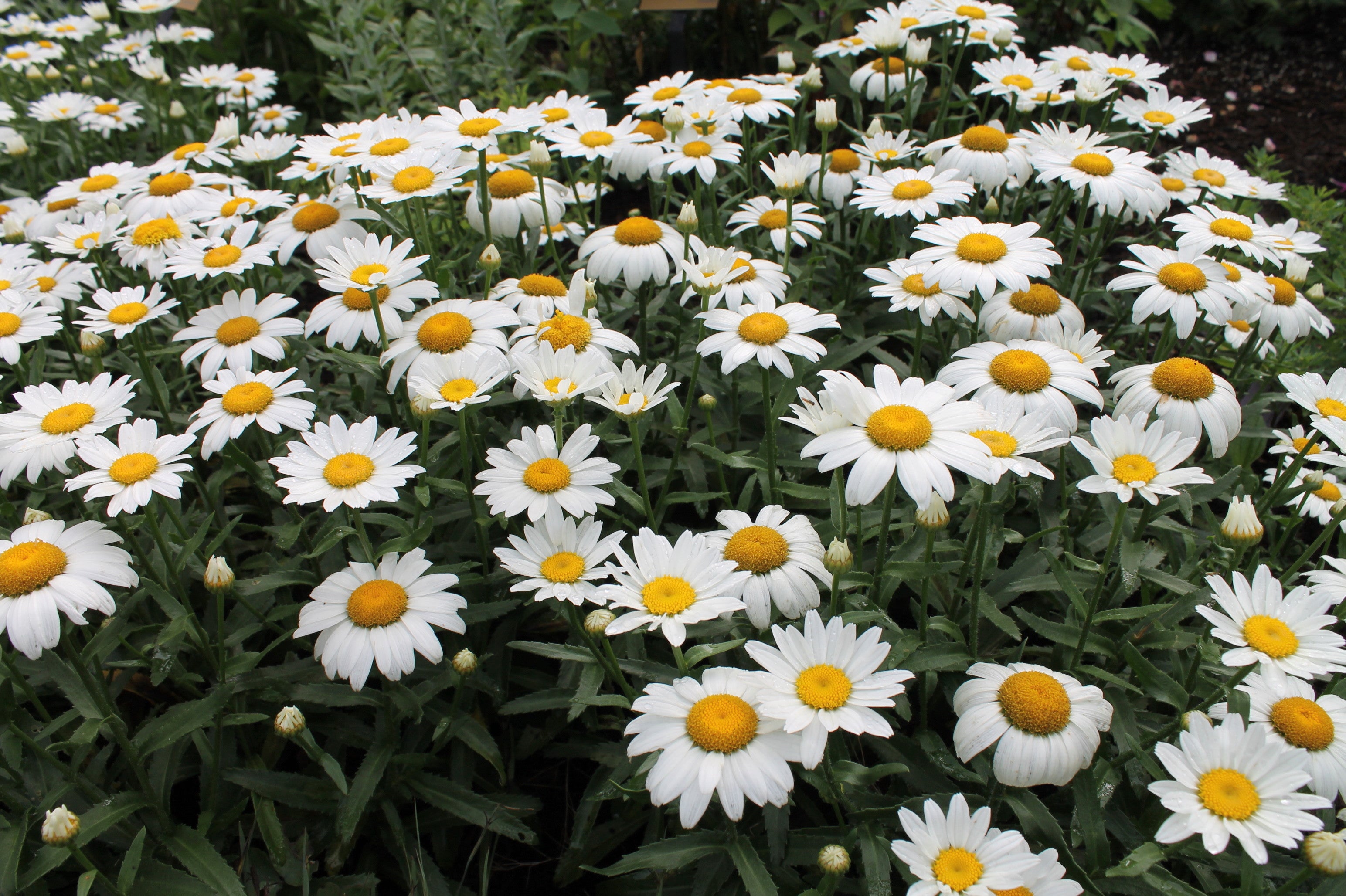 The Ultimate Care Guide: Shasta Daisy – Olson's Greenhouse