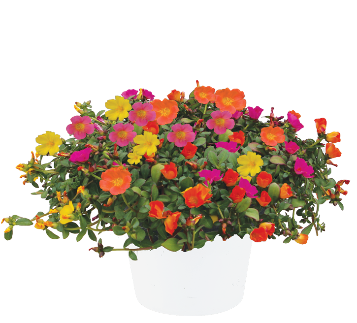 Portulaca Mega Pazzazz Combo | Olson's Greenhouse Gardens