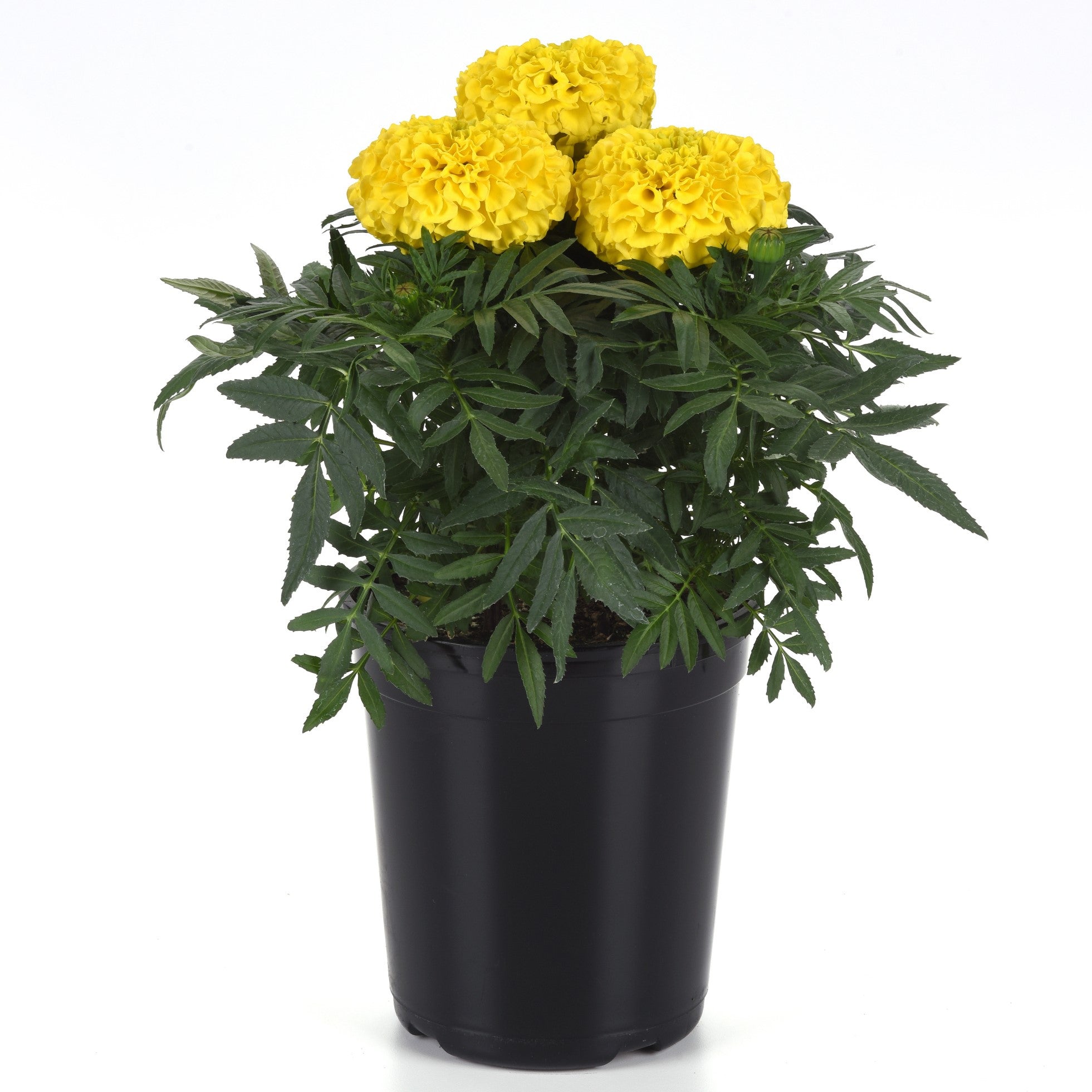 Learn More About Marigold Inca Mix | Olson's Greenhouse