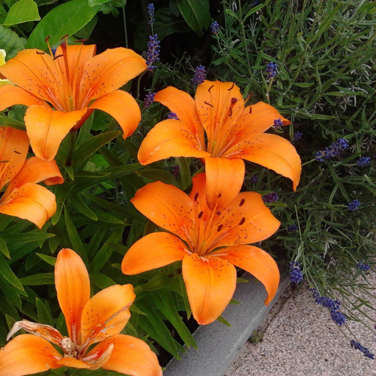 Shop Perennial Asiatic Lily Online | Olson's Greenhouse