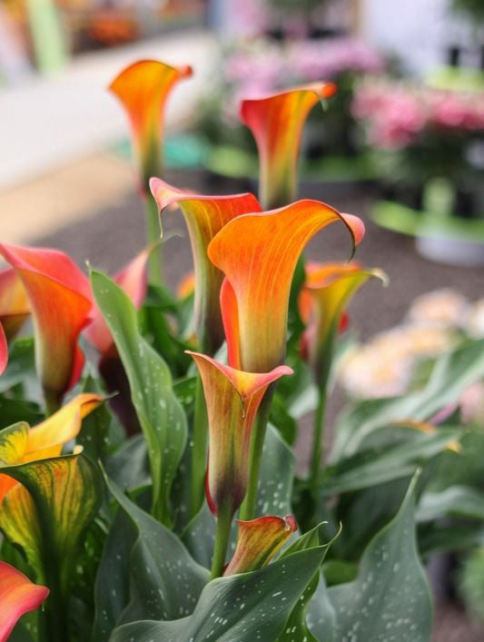 Calla Lily – Olson's Greenhouse