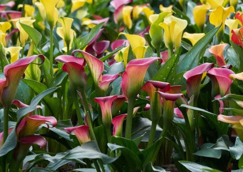 Calla Lily – Olson's Greenhouse