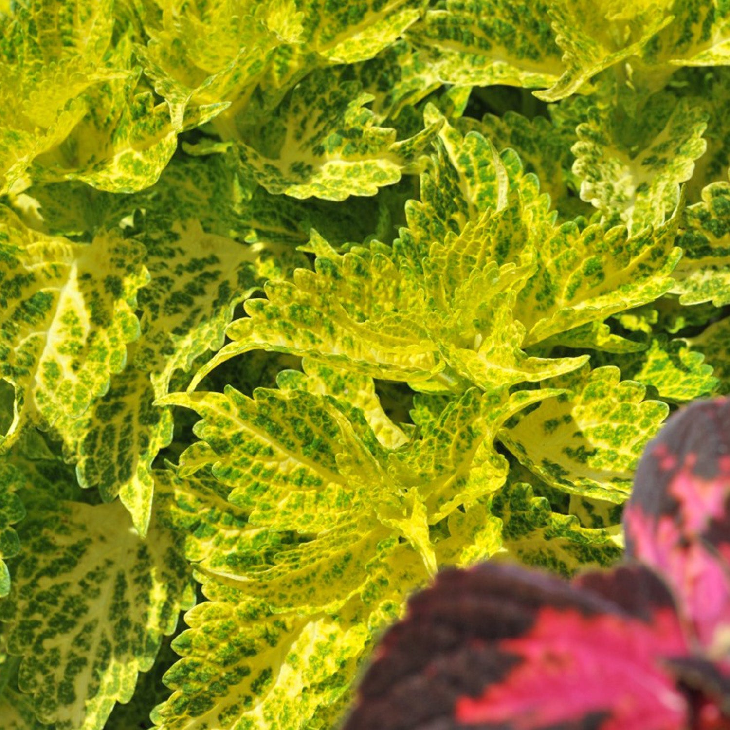 Main Street Coleus Combo Pack | Olson's Greenhouse Gardens