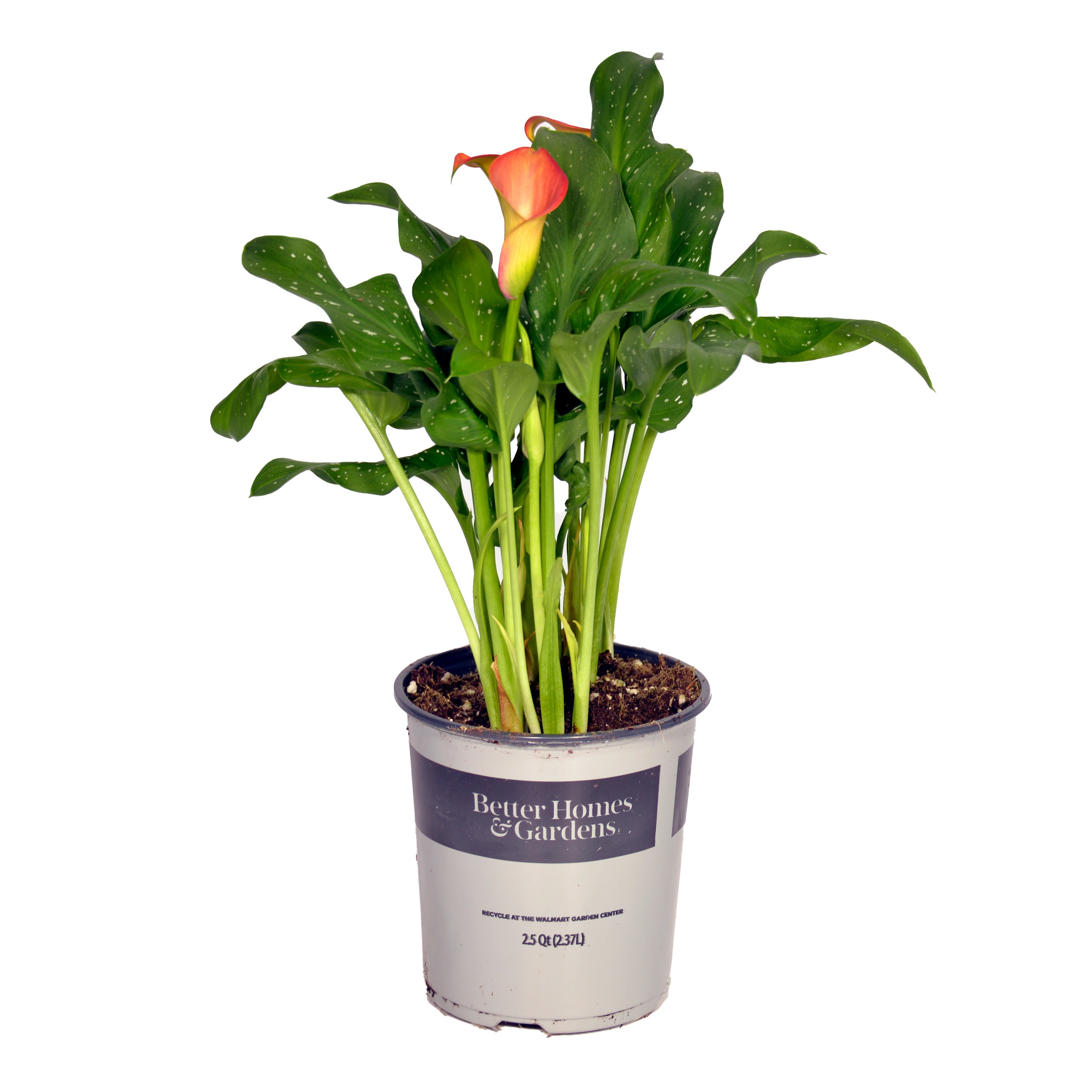 Calla Lily – Olson's Greenhouse