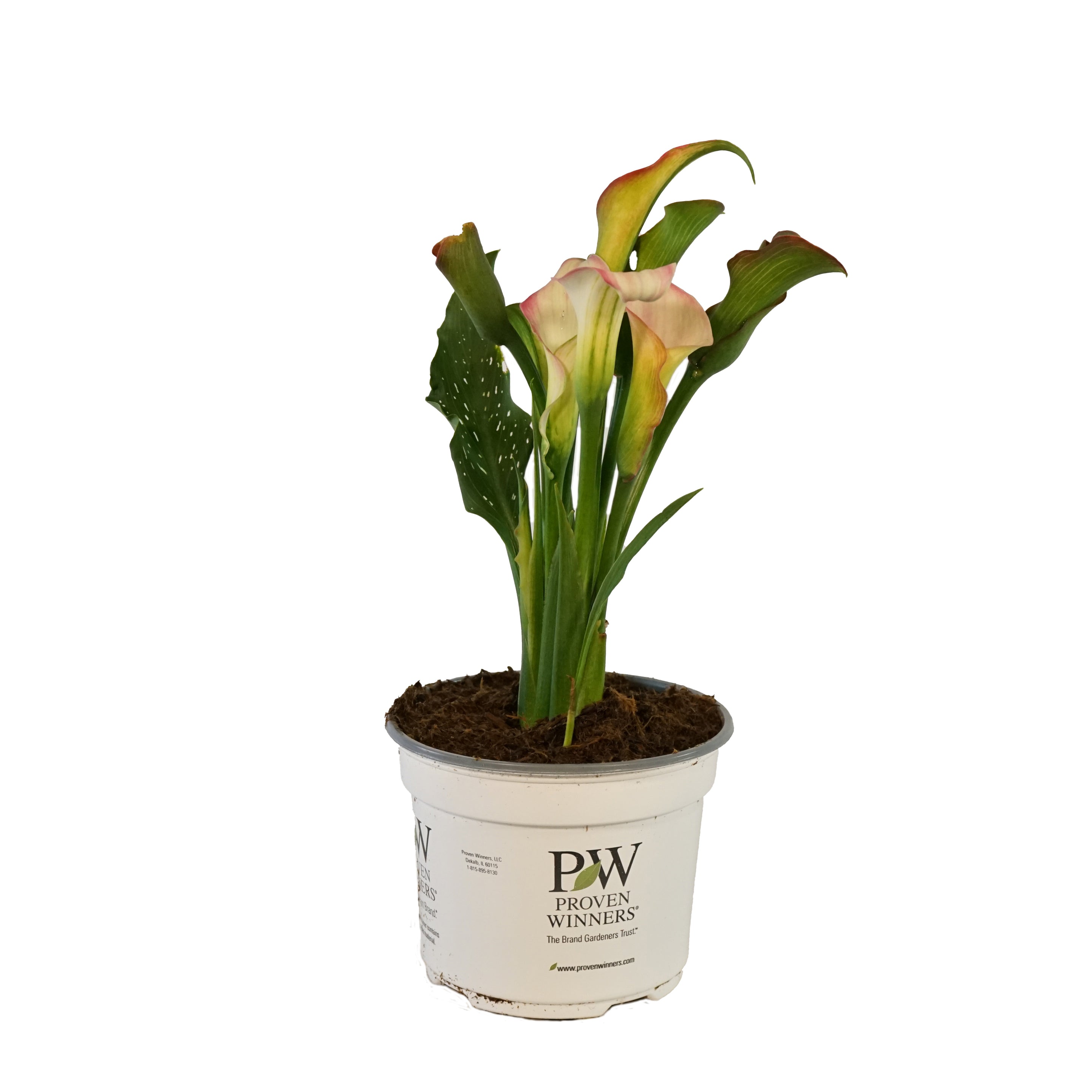 Calla Lily – Olson's Greenhouse